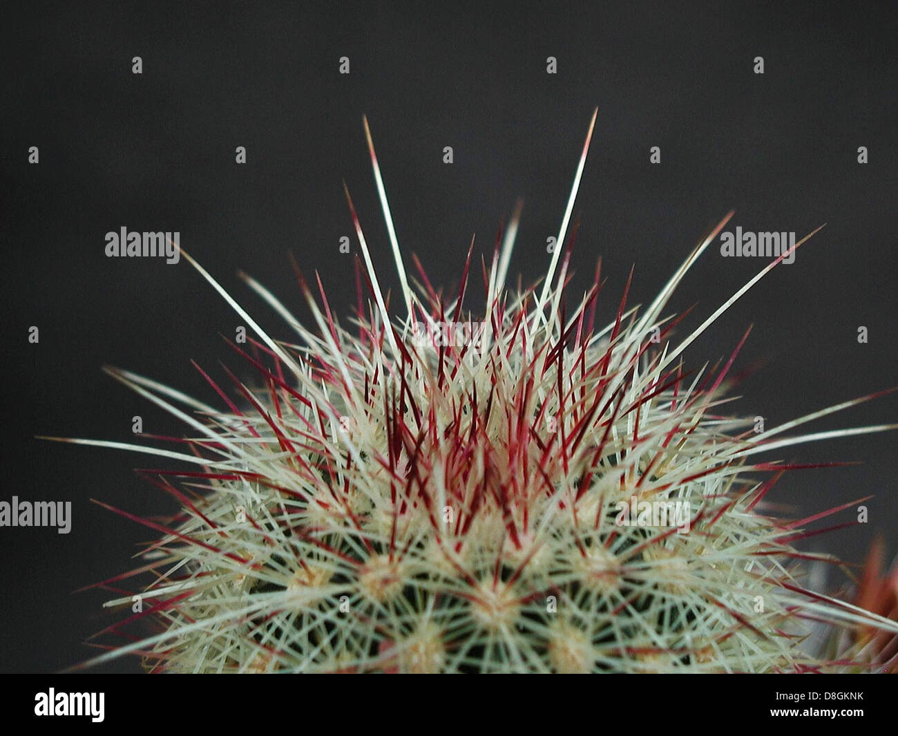 A close-up view of a barbed cactus, characterized by sharp thorns ...
