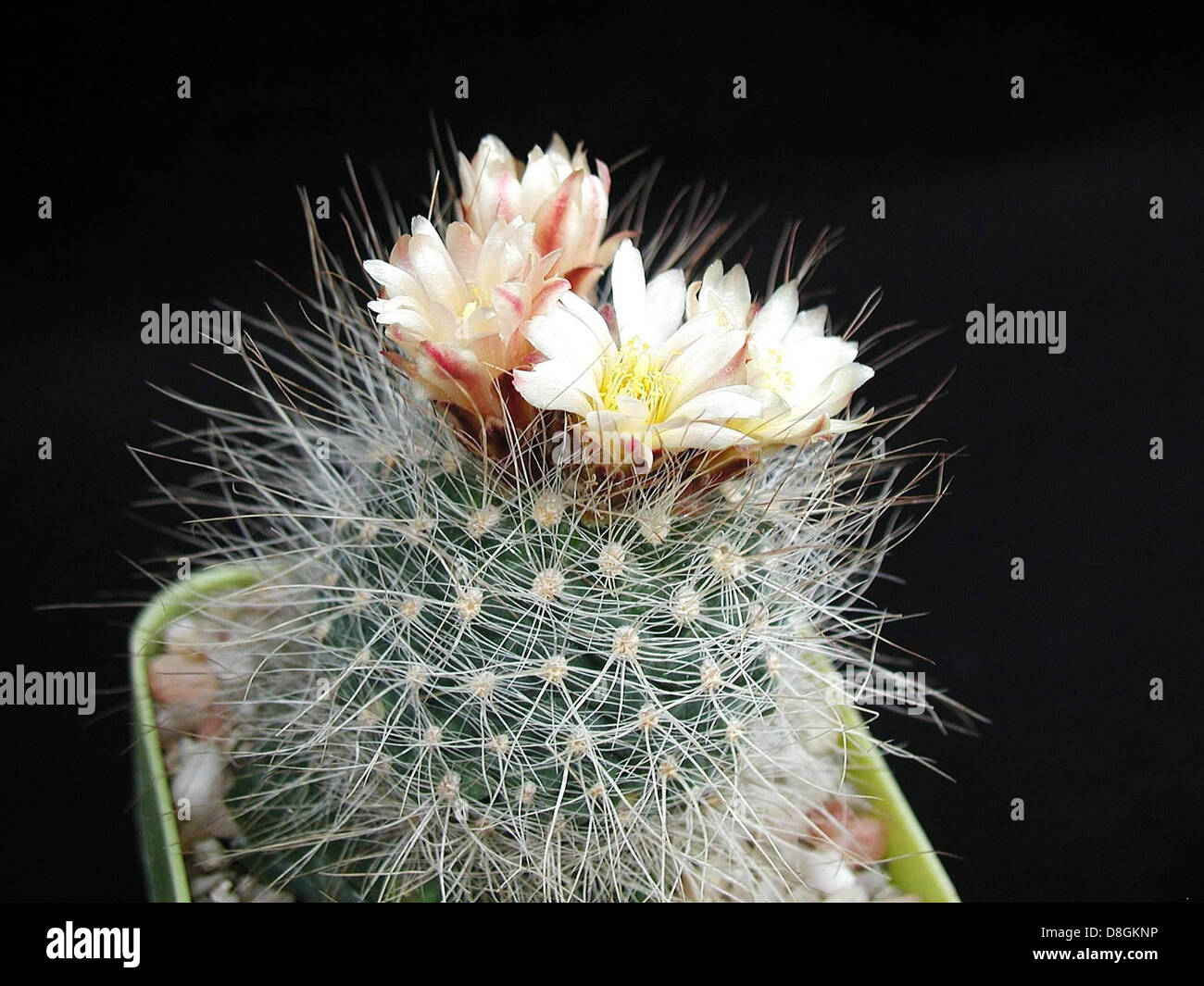 A barbed cactus growing in a flowerpot, adorned with colorful flowers ...