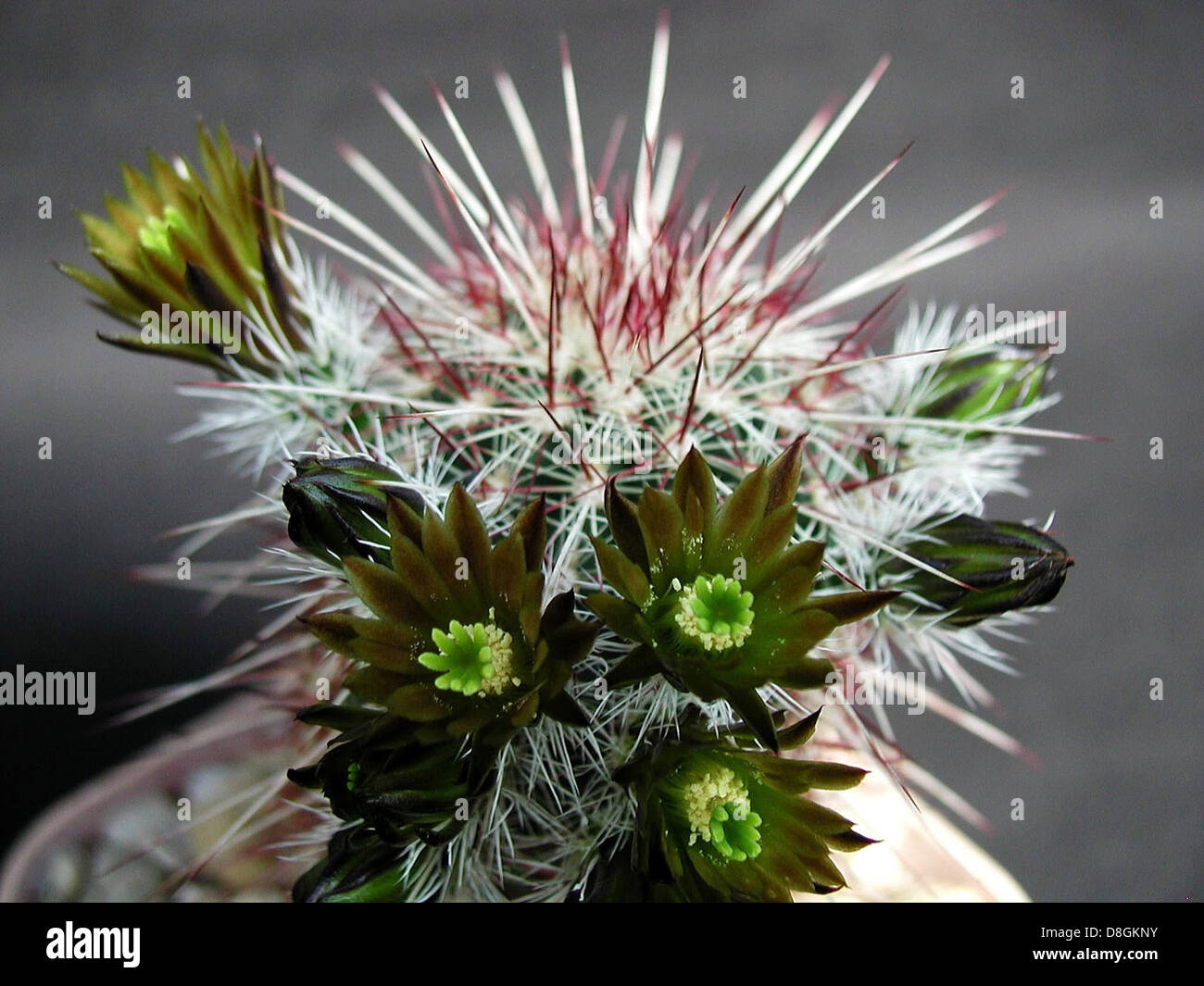 A barbed cactus plant stands with sharp spines that protect it from ...