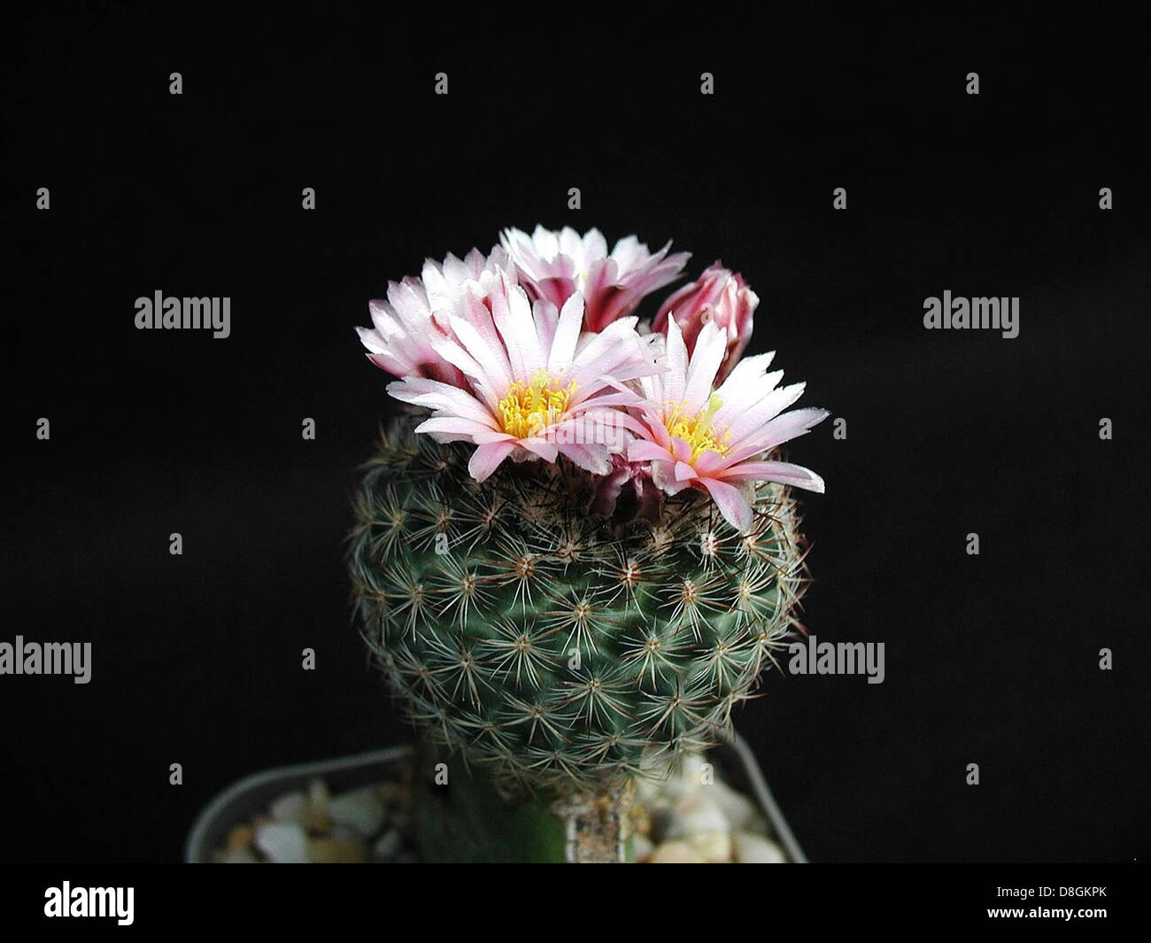 Pink cactus flowers and buds hi-res stock photography and images - Alamy