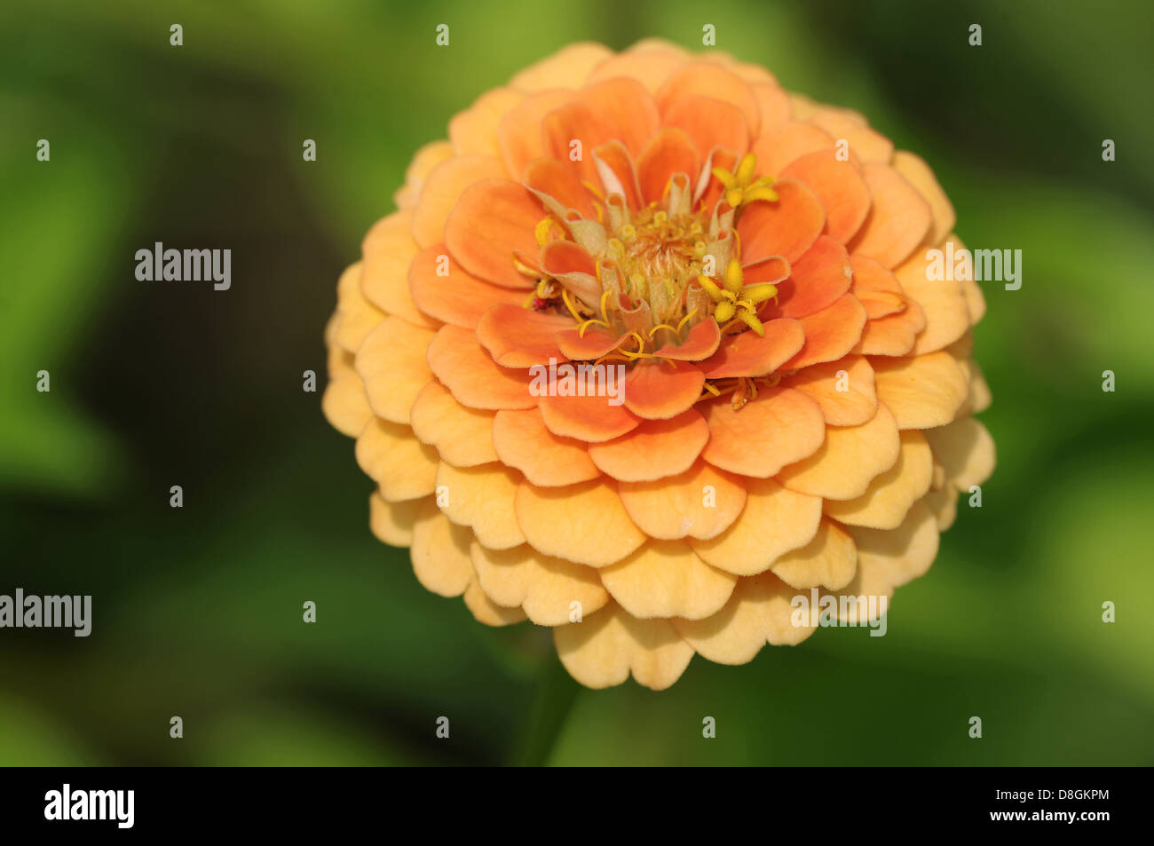 Zinnie High Resolution Stock Photography and Images - Alamy