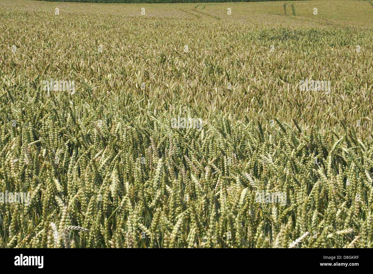 A barley field stretches across the landscape, with rows of ripe barley ...