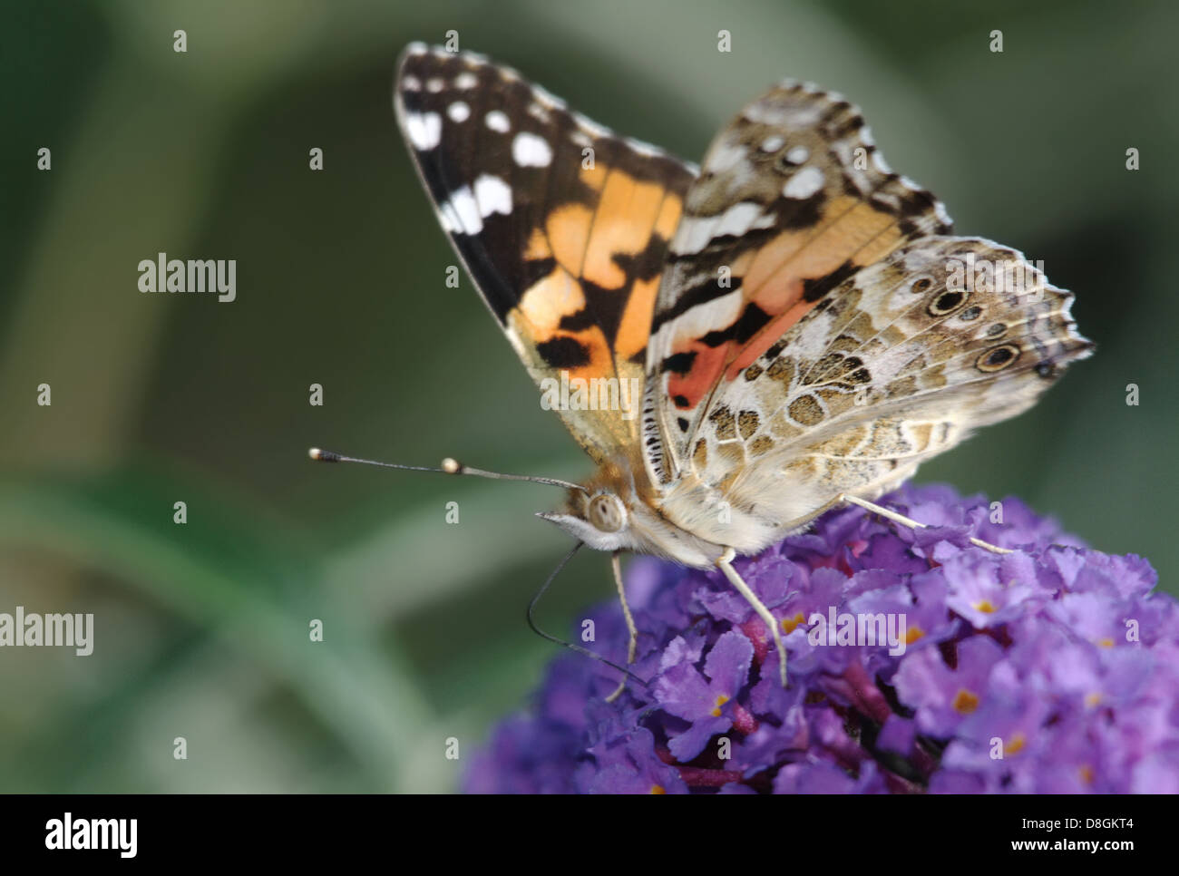 Lady europa hi-res stock photography and images - Alamy