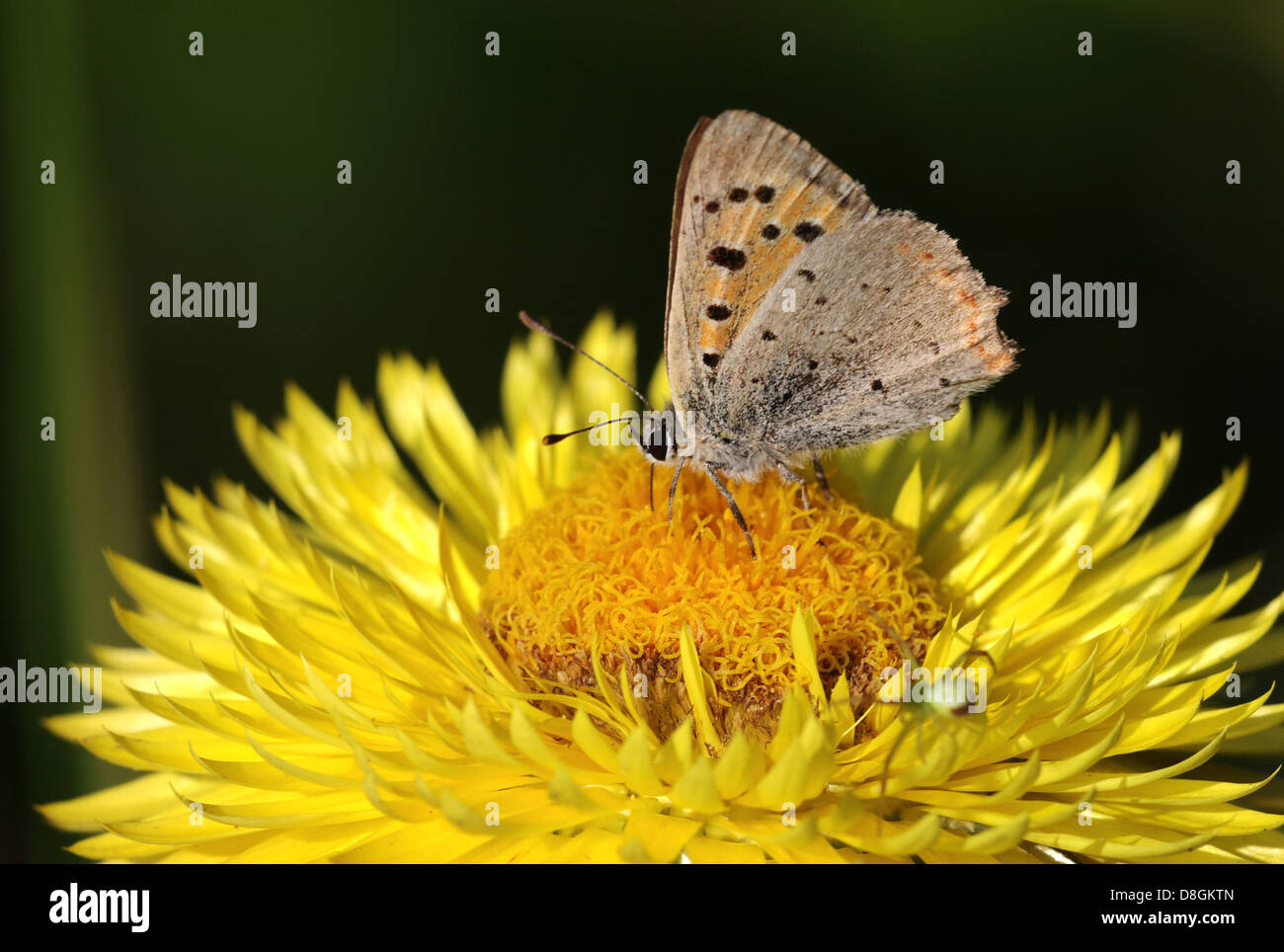 Kleiner small hi-res stock photography and images - Alamy