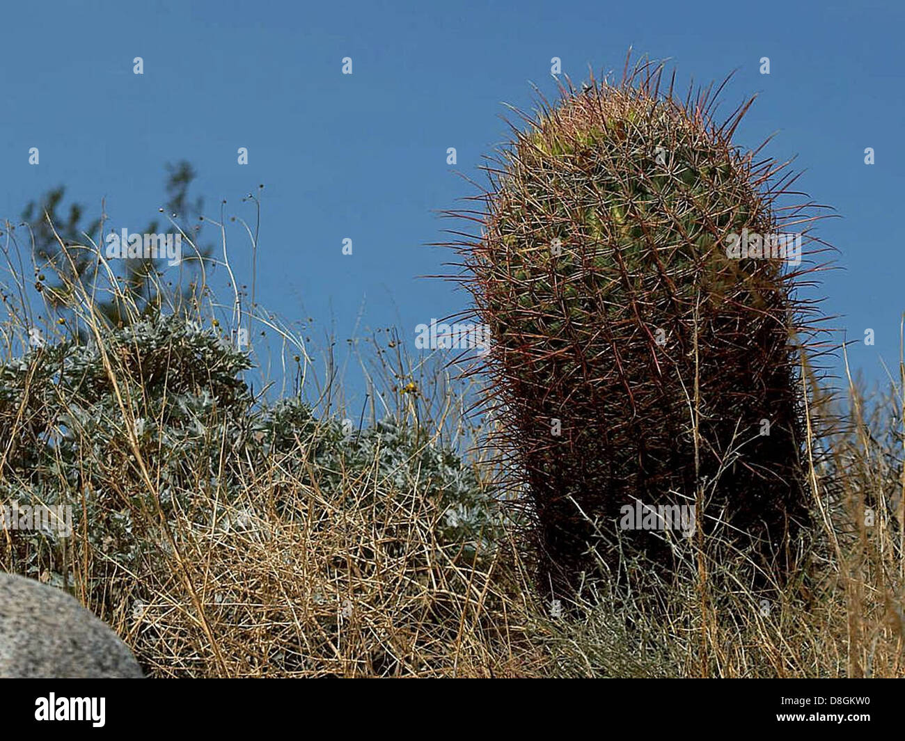 A barrel cactus in the Anza-Borrego Desert, showing its cylindrical ...