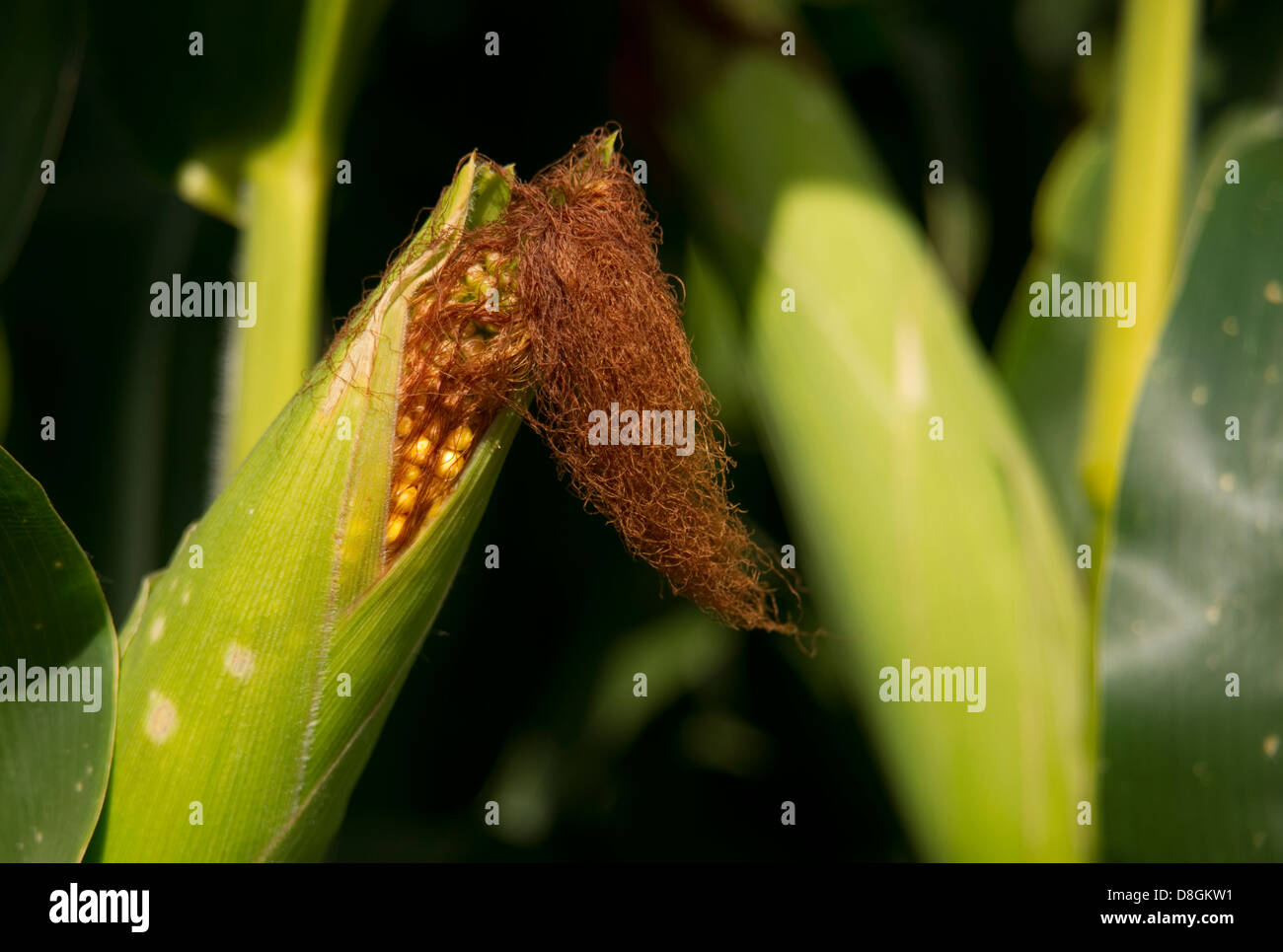 Ear of corn before harvest in farmers field Stock Photo - Alamy