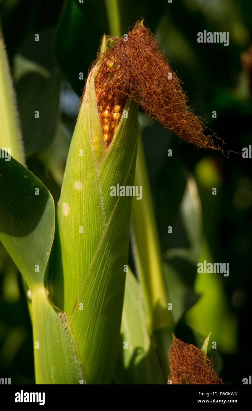 Corn stalk hi-res stock photography and images - Alamy