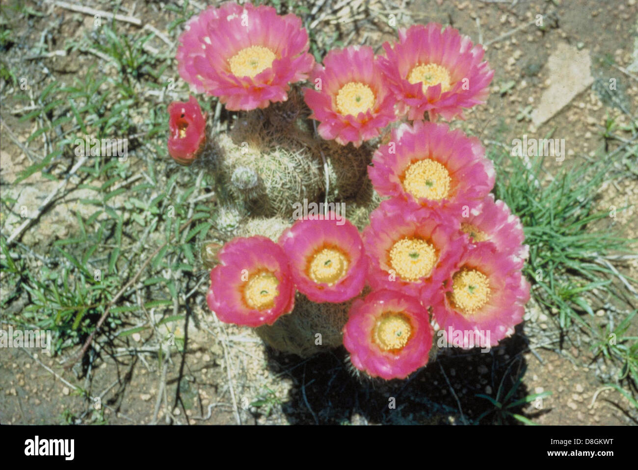 Barrel cactus flower plant cactaceae Stock Photo - Alamy
