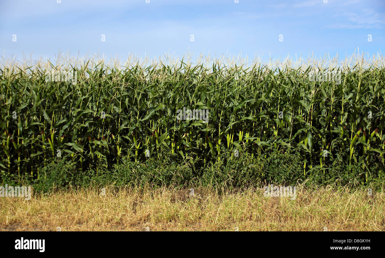 Row of corn hi-res stock photography and images - Alamy