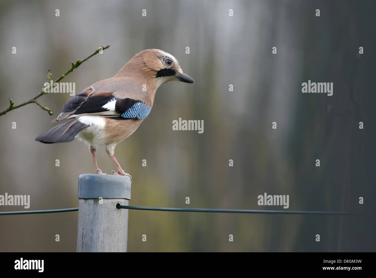 Jay baum hi-res stock photography and images - Alamy