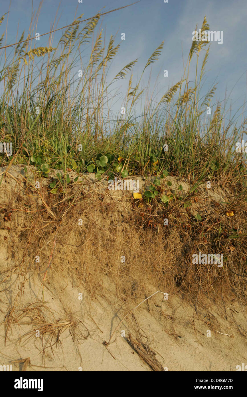 A photo depicting coastal beach erosion, showing the gradual removal of ...