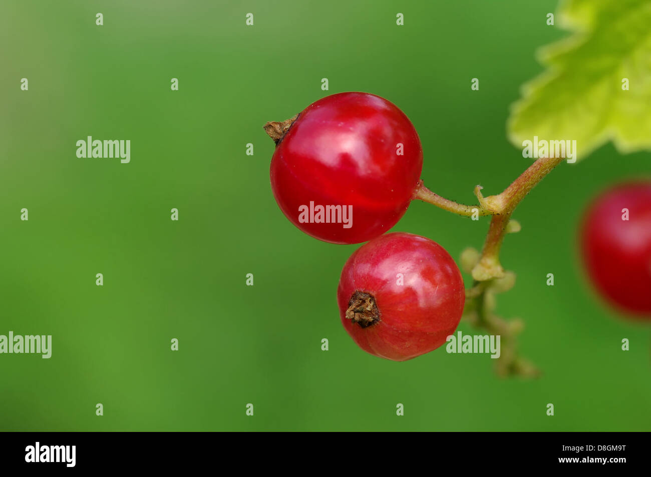 currants on the bush Stock Photo - Alamy