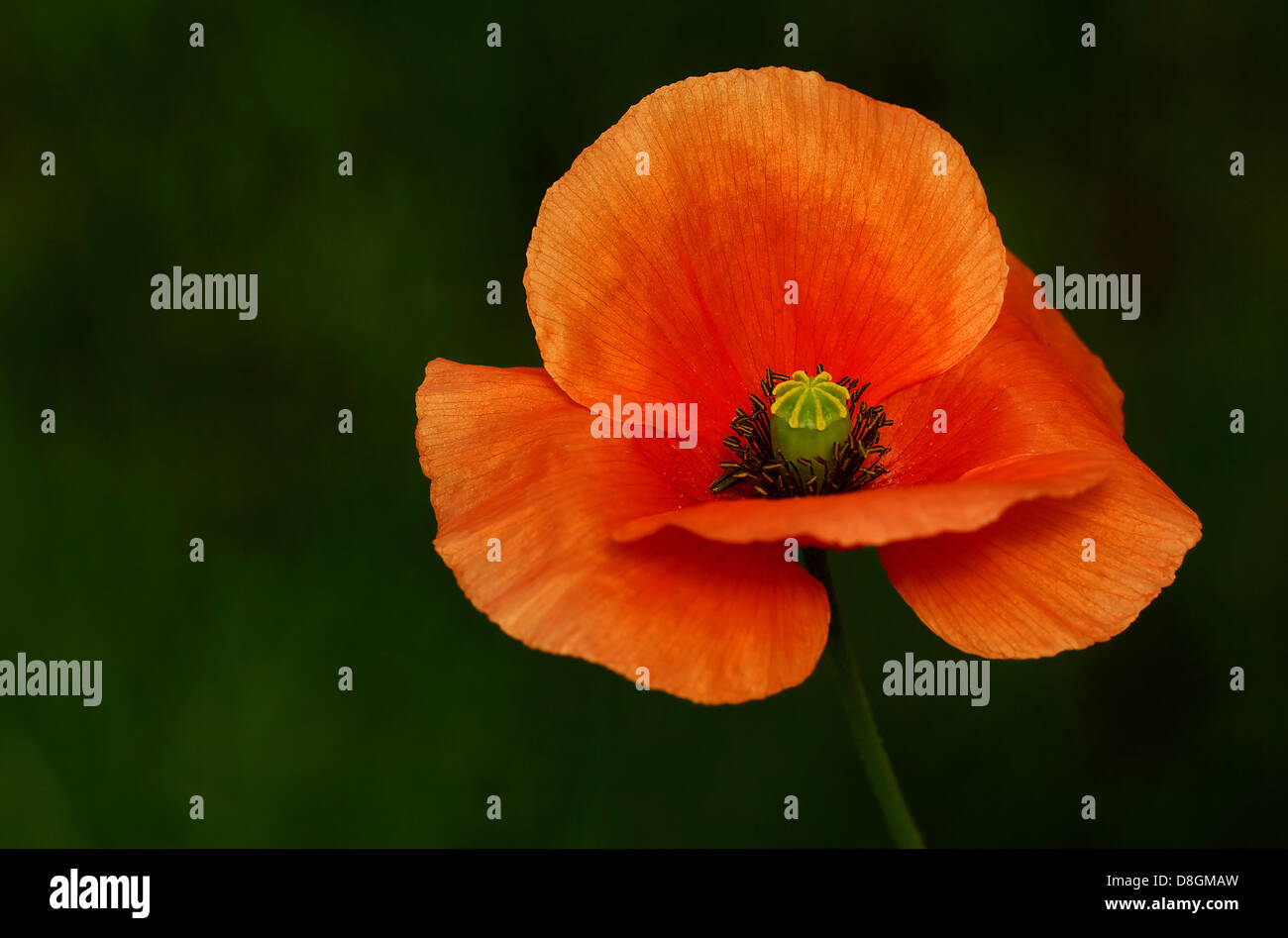 Garten papaver blumen hi-res stock photography and images - Alamy