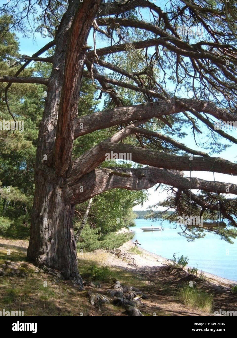 A pine tree stands alone on a beach, its silhouette contrasting with ...