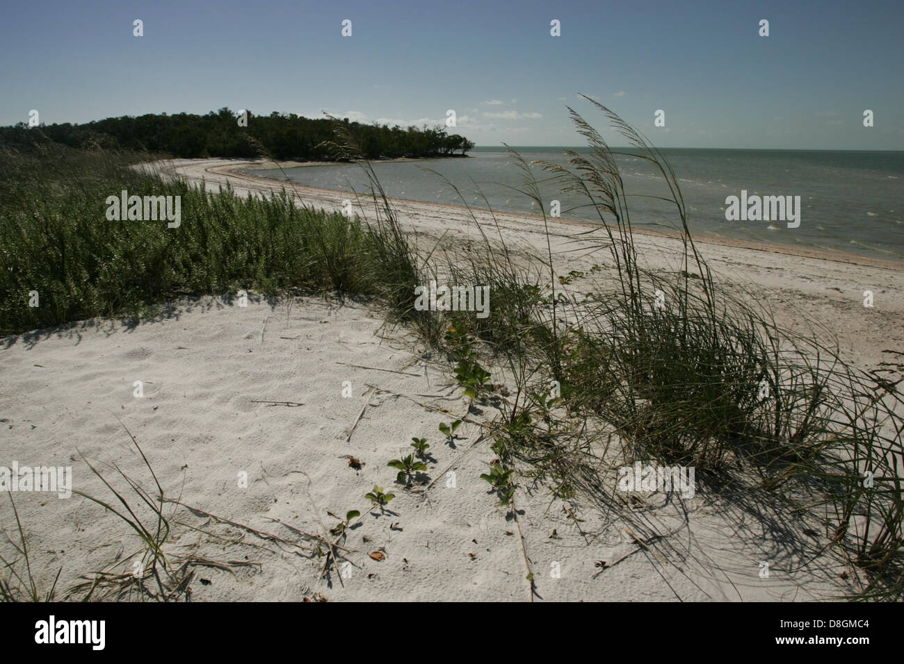 Beach shore line and vegetation Stock Photo - Alamy
