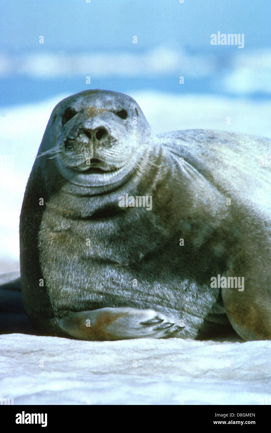 This stock photo captures a close-up portrait of a bearded seal ...
