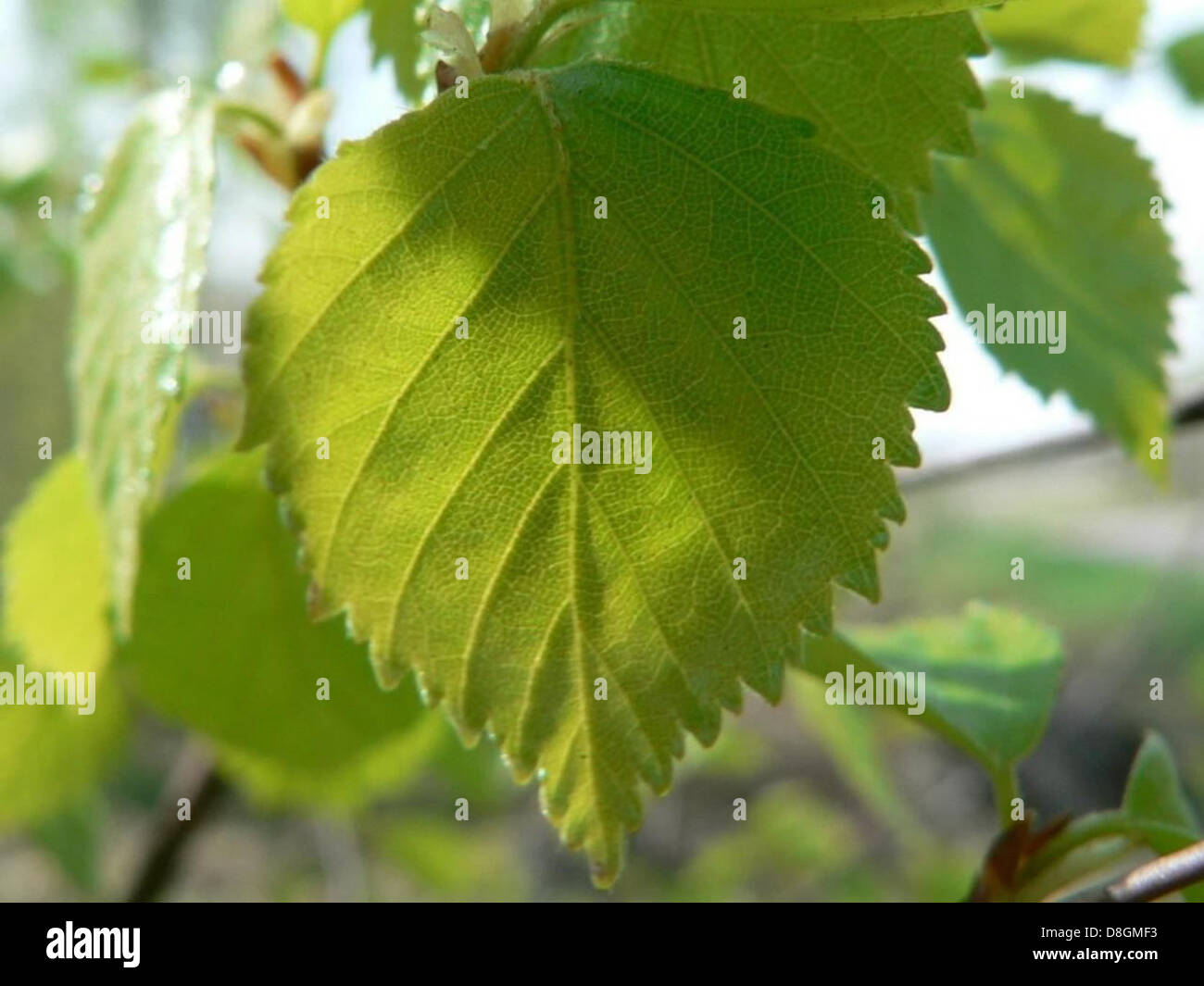 Green with yellow edges hi-res stock photography and images - Alamy