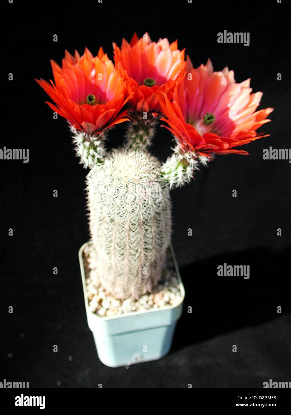 A vibrant cactus stands in a desert landscape, with its tall, spiny ...