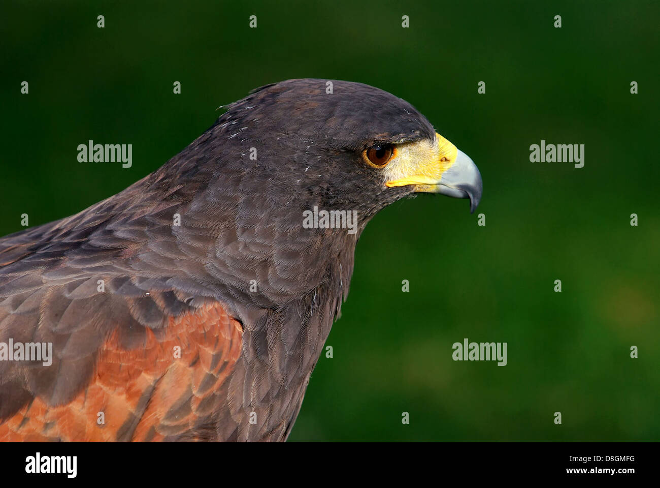 Extinct hawk hi-res stock photography and images - Alamy