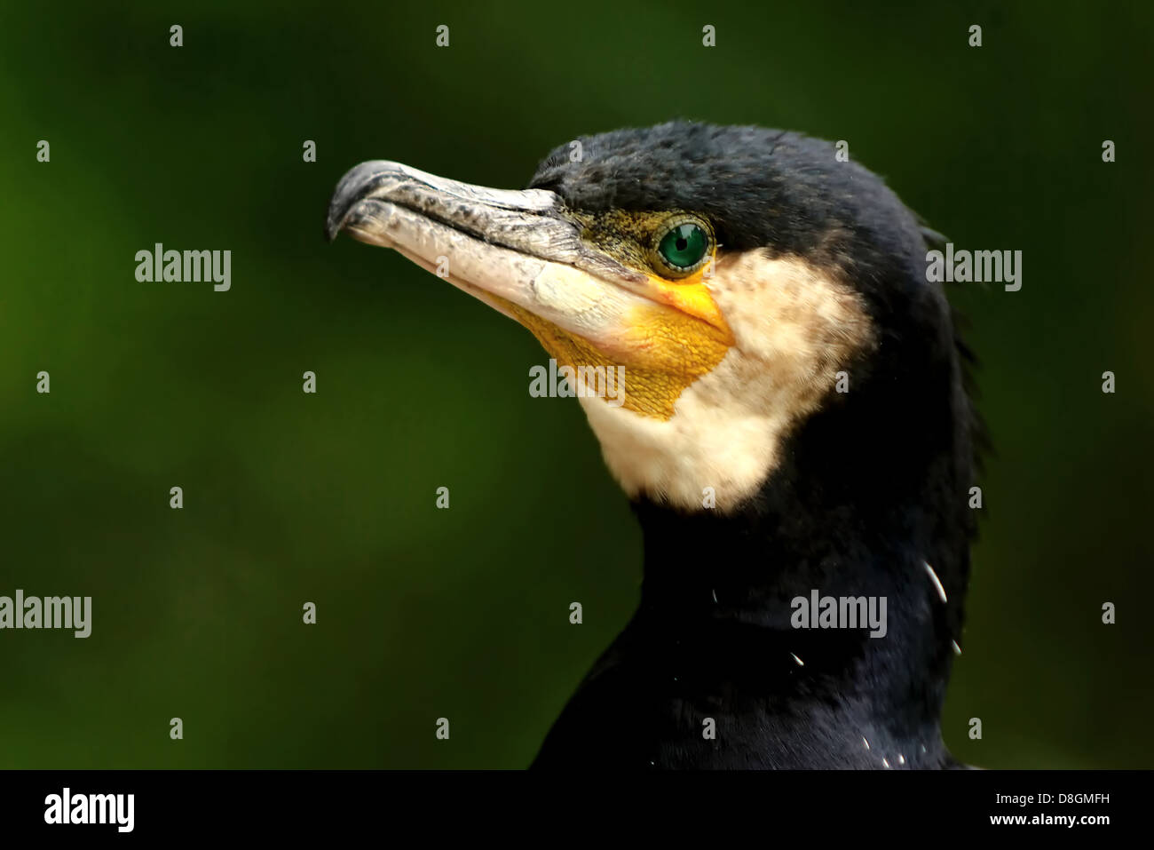 Kormoran sea raven cormorant hi-res stock photography and images - Alamy