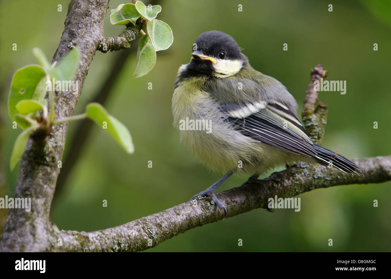 young parus major Stock Photo - Alamy