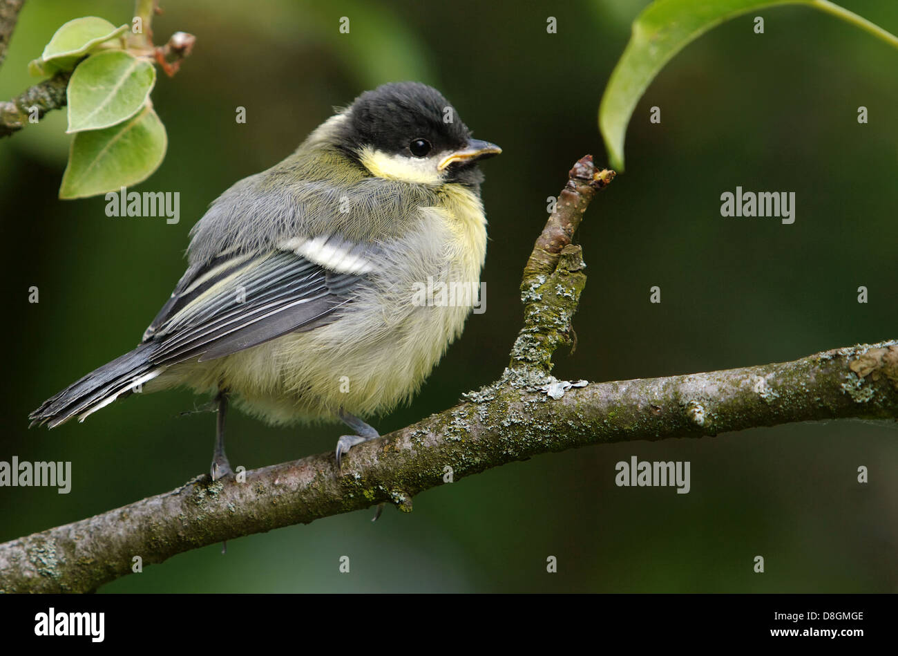 young parus major Stock Photo - Alamy