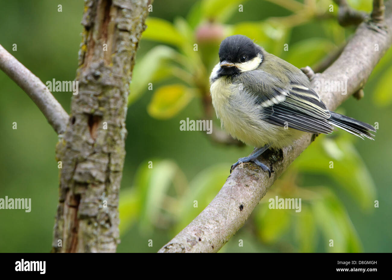 young parus major Stock Photo - Alamy