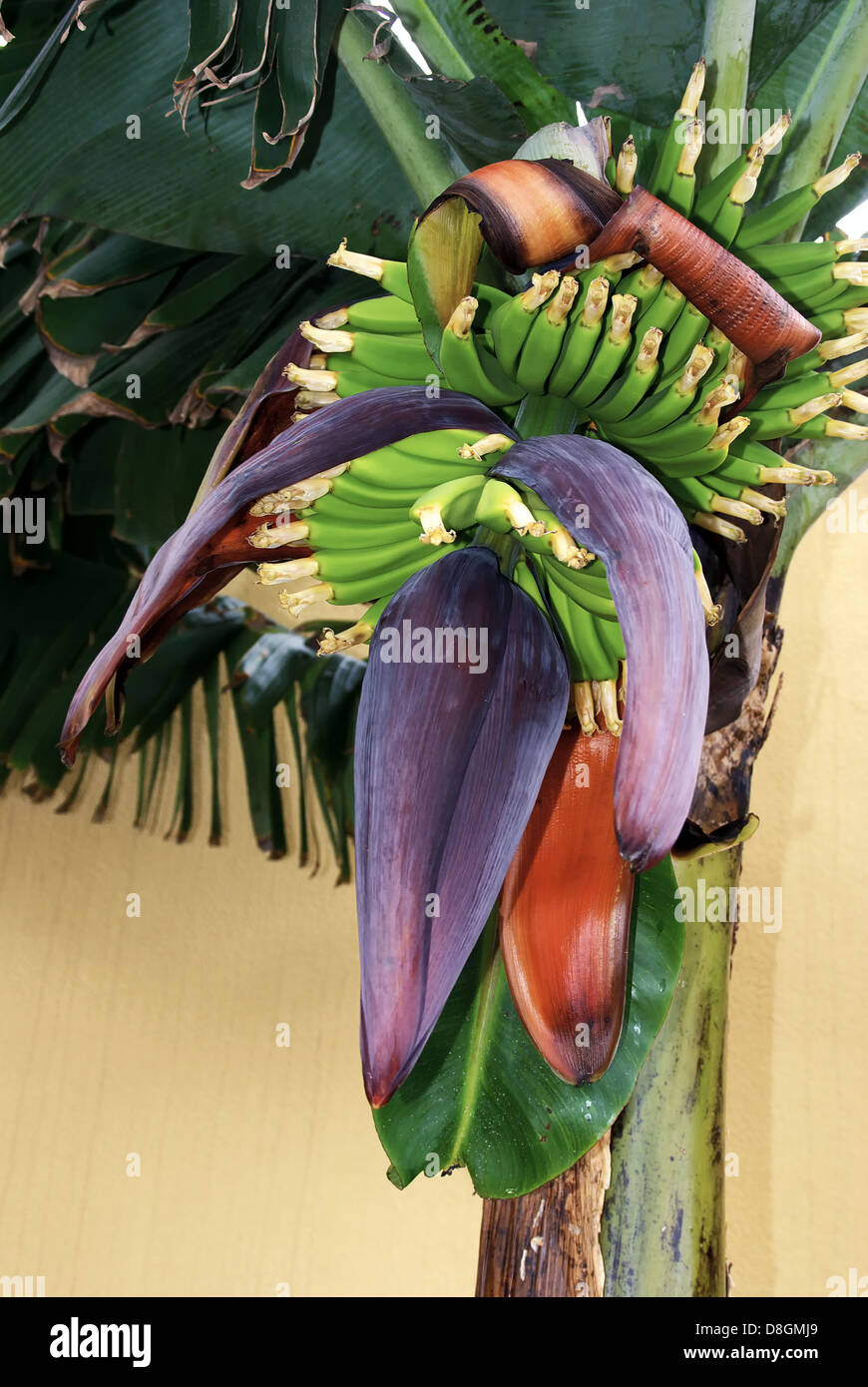 Banana blossom hi-res stock photography and images - Alamy
