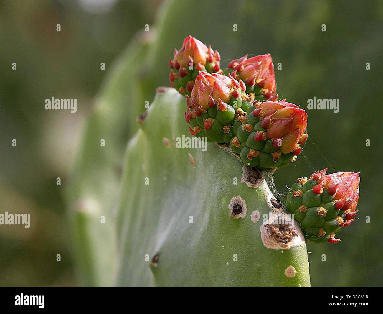 A Beavertail cactus (Opuntia basilaris) is shown in the Wild Animal ...