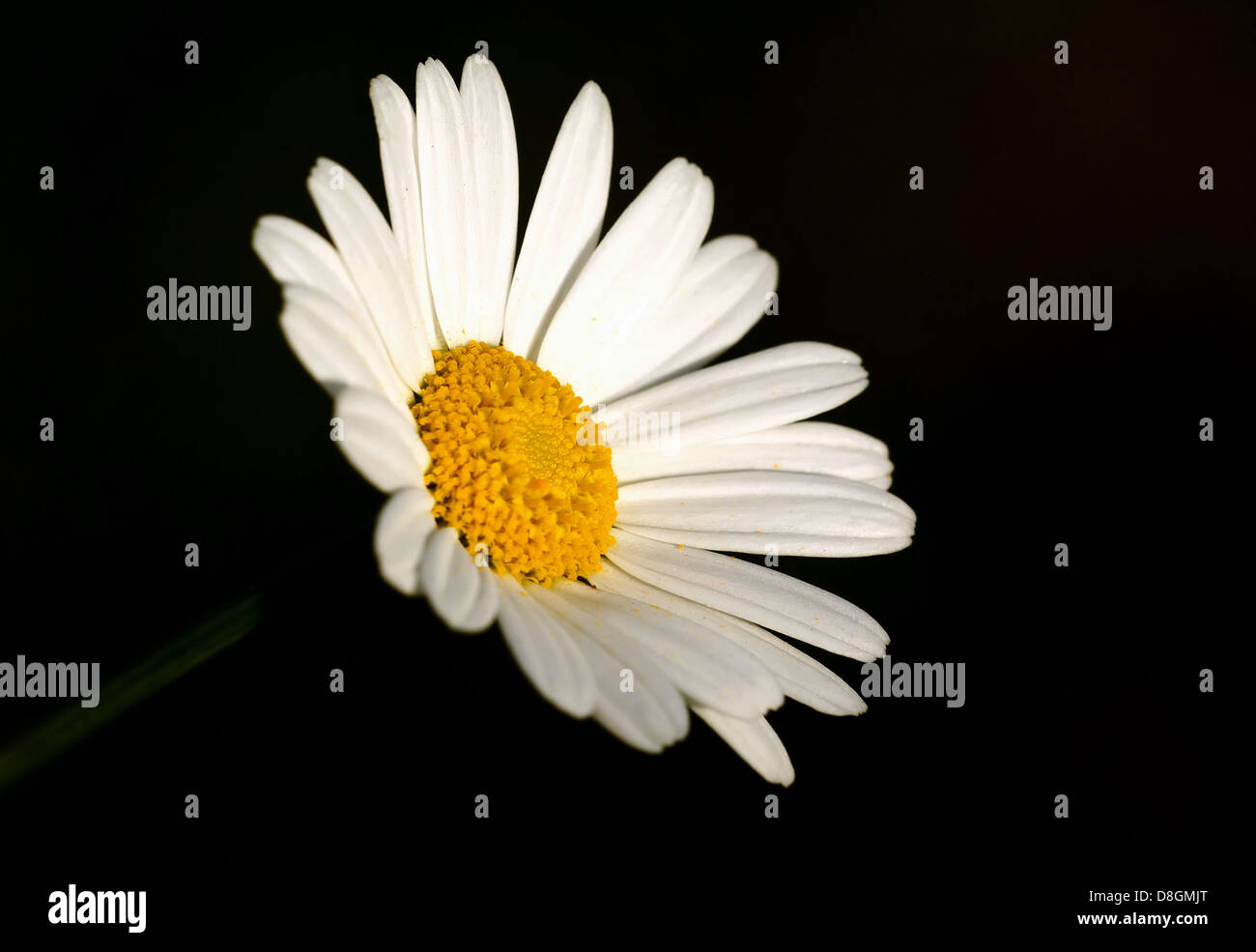 Margerite marguerite hi-res stock photography and images - Alamy