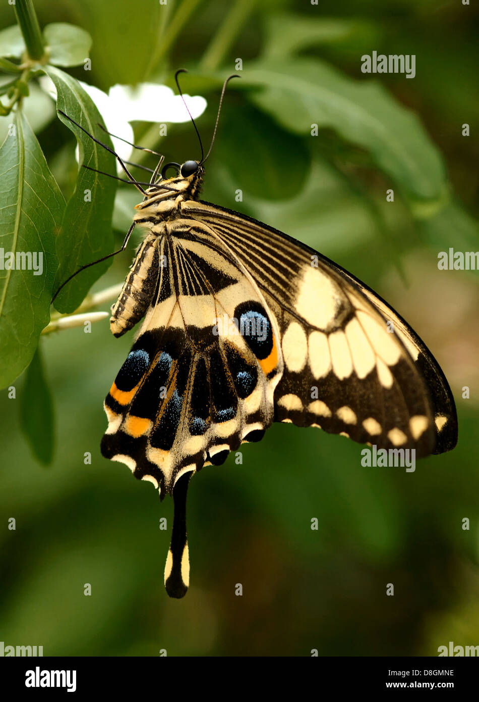 Beautiful swallow tail butterfly hi-res stock photography and images ...