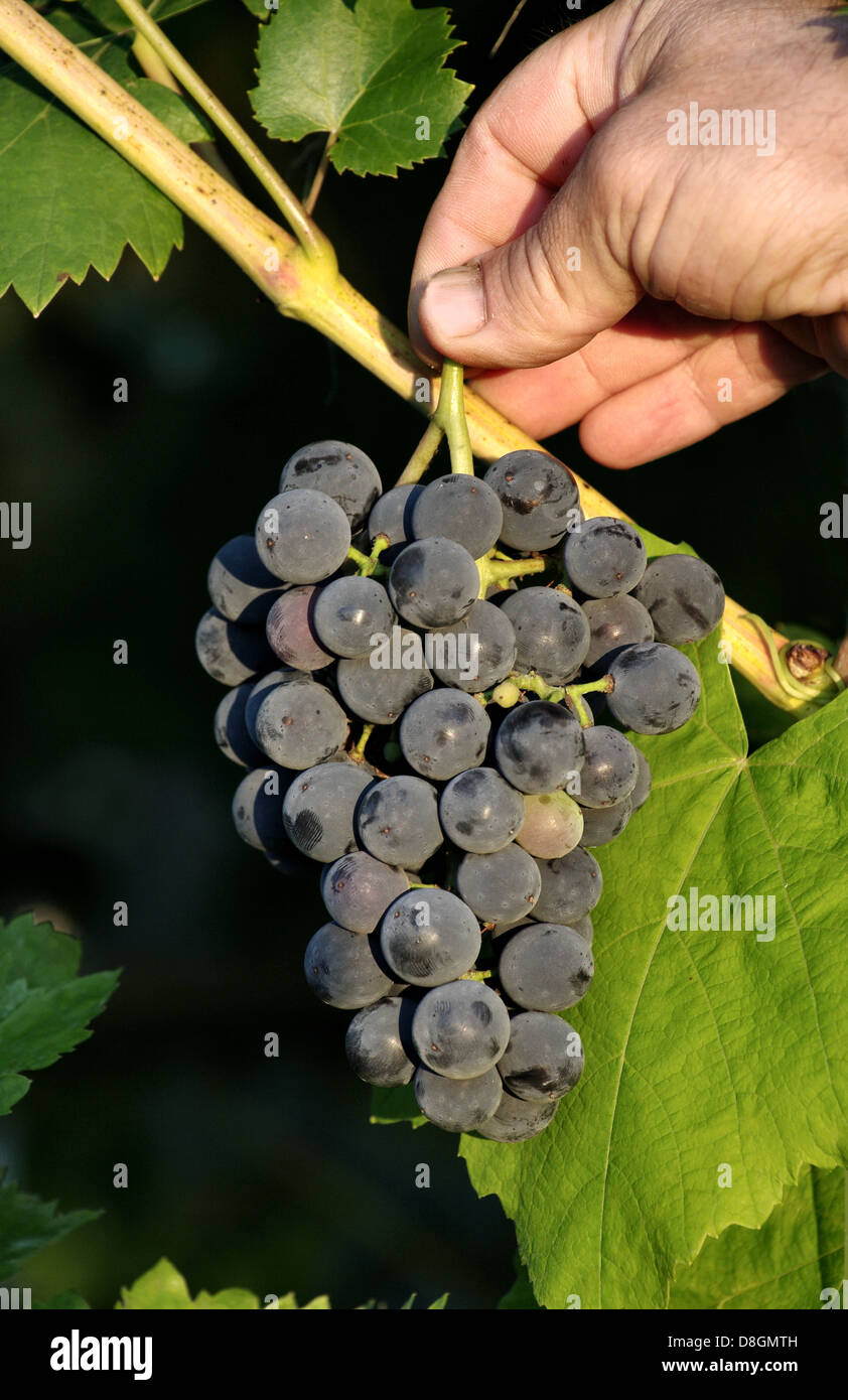 Vintage crops hi-res stock photography and images - Alamy