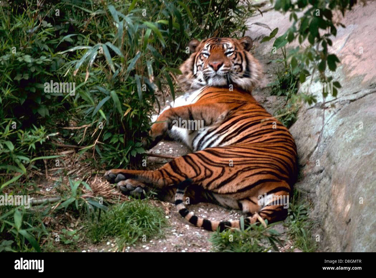 Bengal tiger stock hi-res stock photography and images - Alamy
