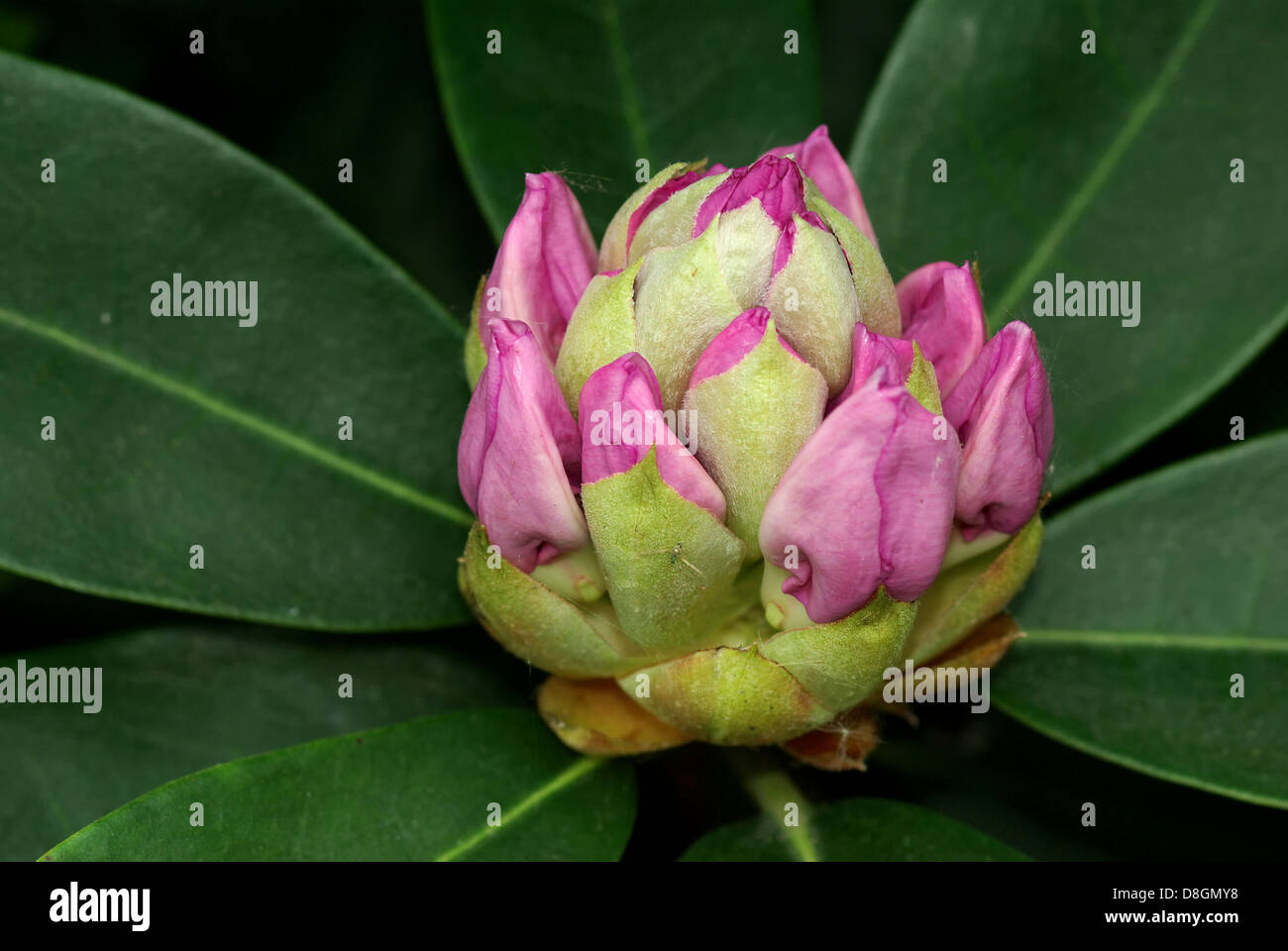 Rhododendron orange rot hi-res stock photography and images - Alamy