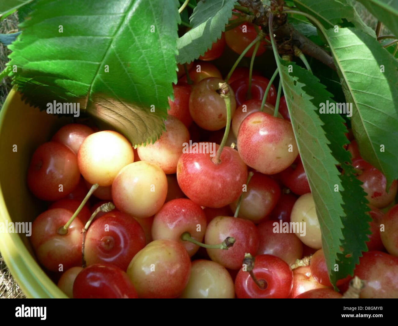 Bigarreau cherries, a type of sweet cherry known for its firm texture ...