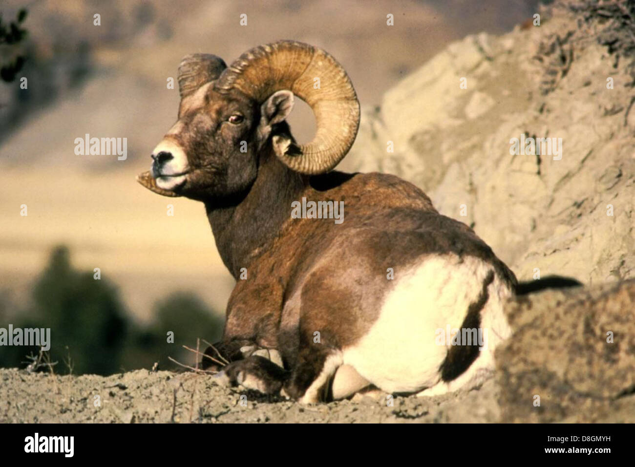 Bighorn ram animal ovis canadensis Stock Photo - Alamy