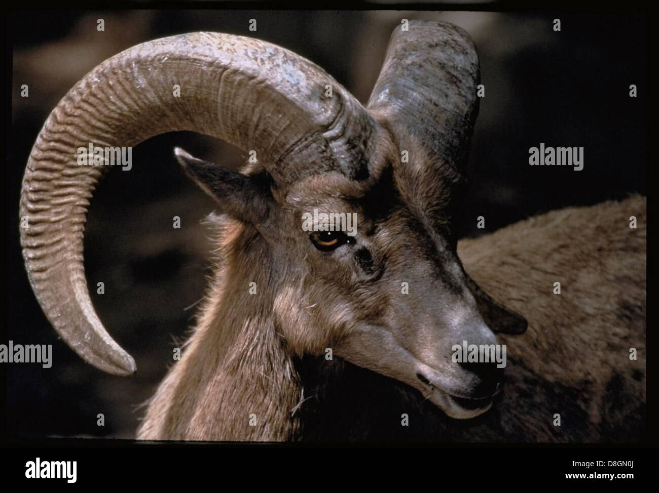 A close-up image of a bighorn sheep's head, showcasing its distinctive ...