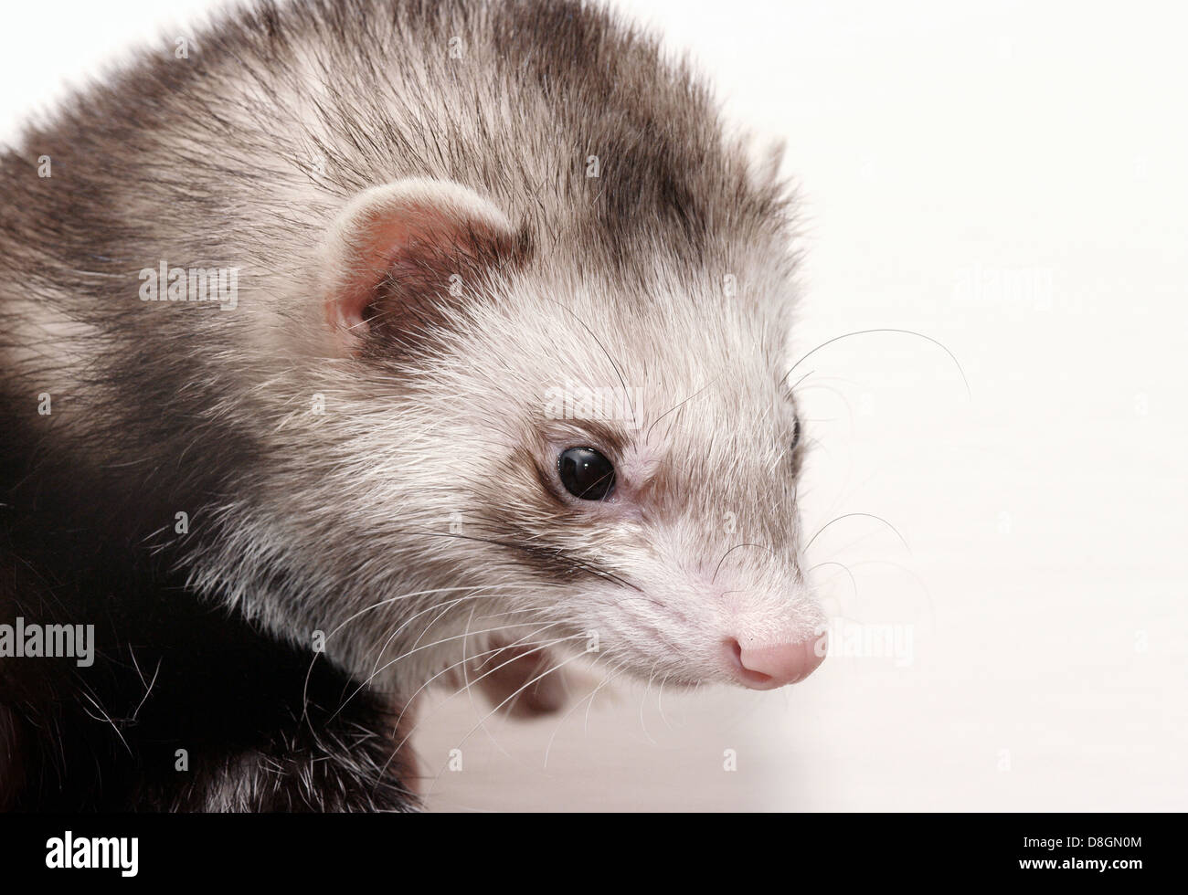 Jagdhelfer hi-res stock photography and images - Alamy