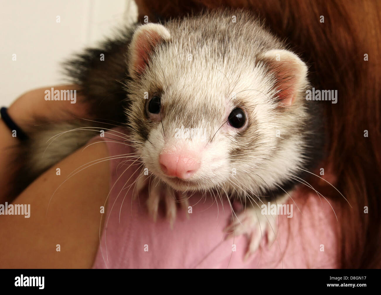 Tier tiere saeugetier saeugetiere iltis hi-res stock photography and ...