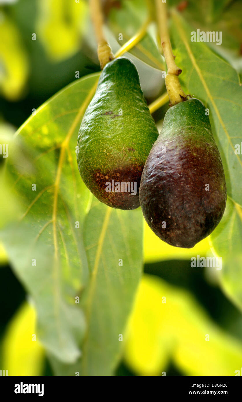 Mexico avocado tree hi-res stock photography and images - Alamy