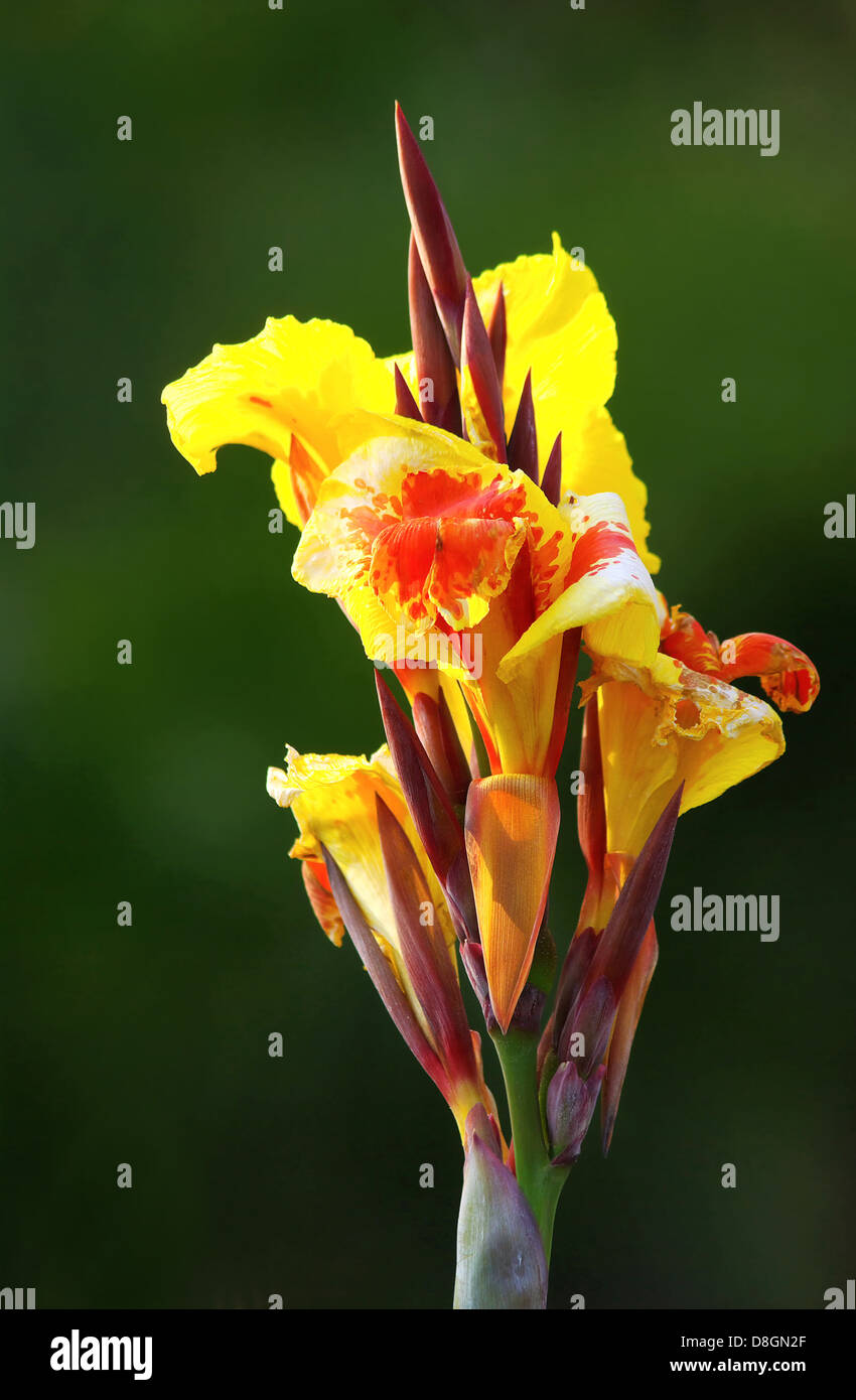Canna indica hi-res stock photography and images - Alamy