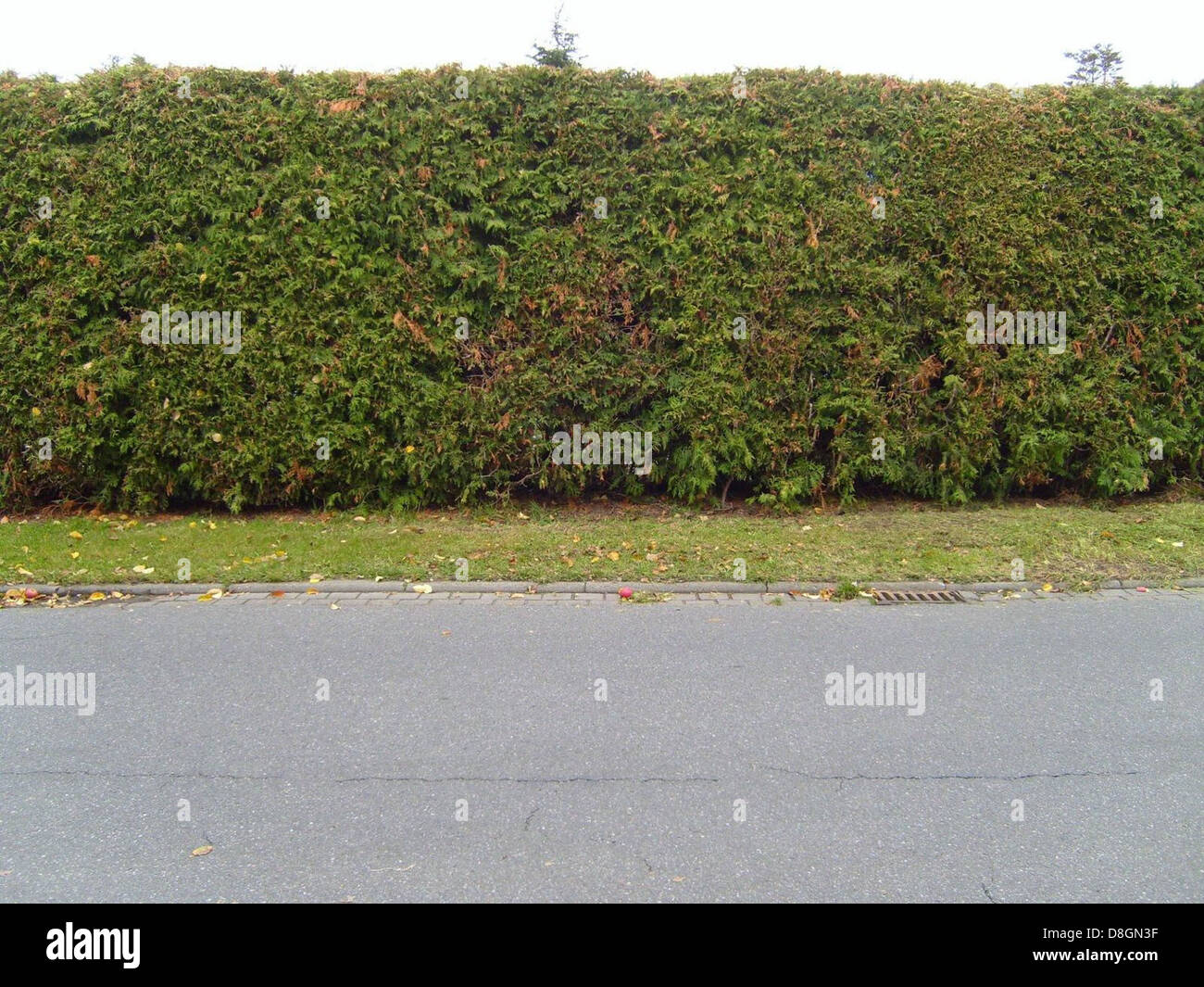 Large tall green hedge hi-res stock photography and images - Alamy