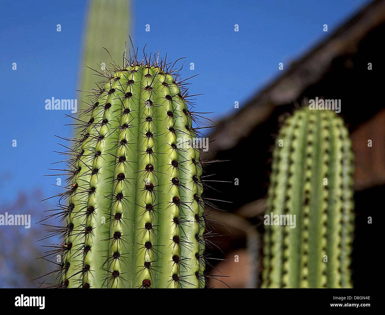 A large, healthy green cactus stands tall in the desert landscape, its ...