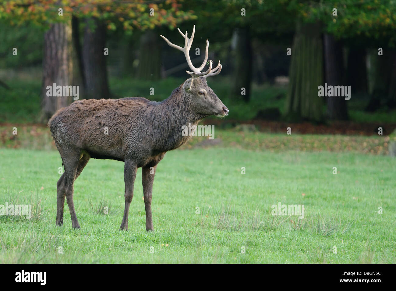 Red deer hunt hi-res stock photography and images - Alamy