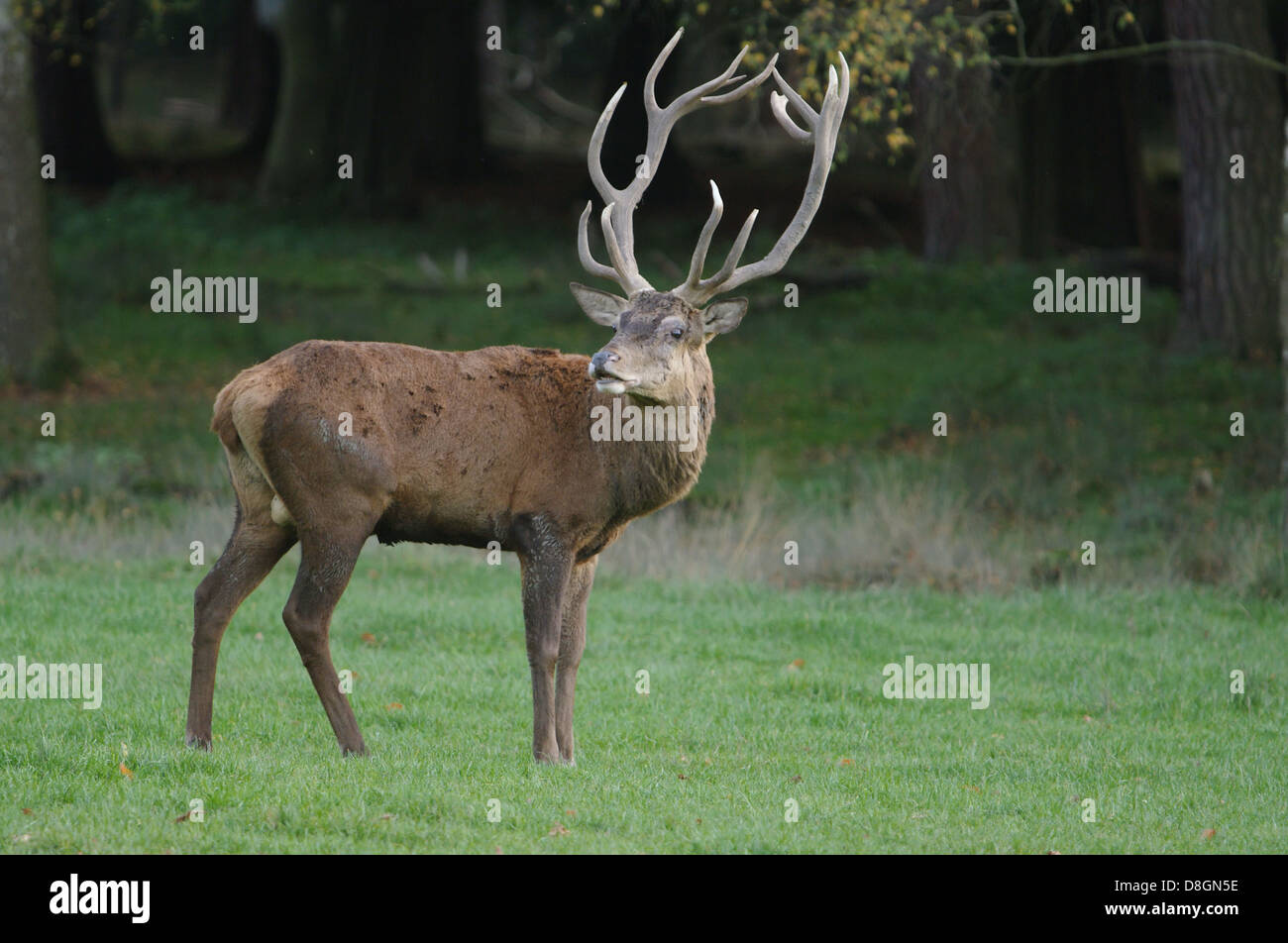 Red deer hunt hi-res stock photography and images - Alamy