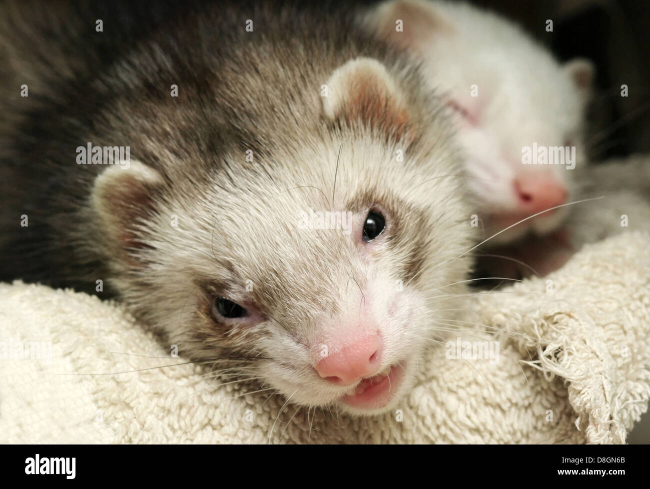 Female female ferret hi-res stock photography and images - Alamy