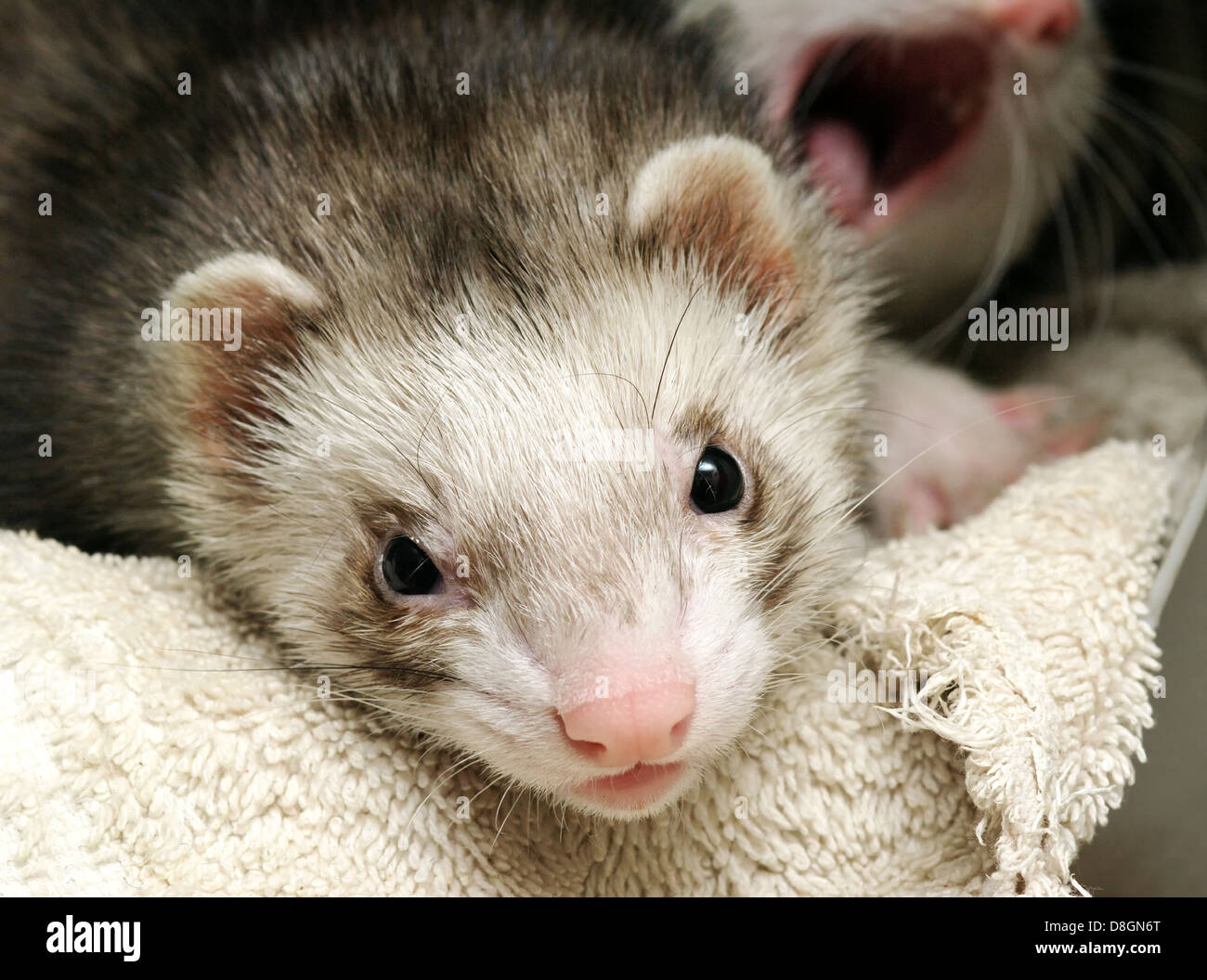 Kaefig hi-res stock photography and images - Alamy