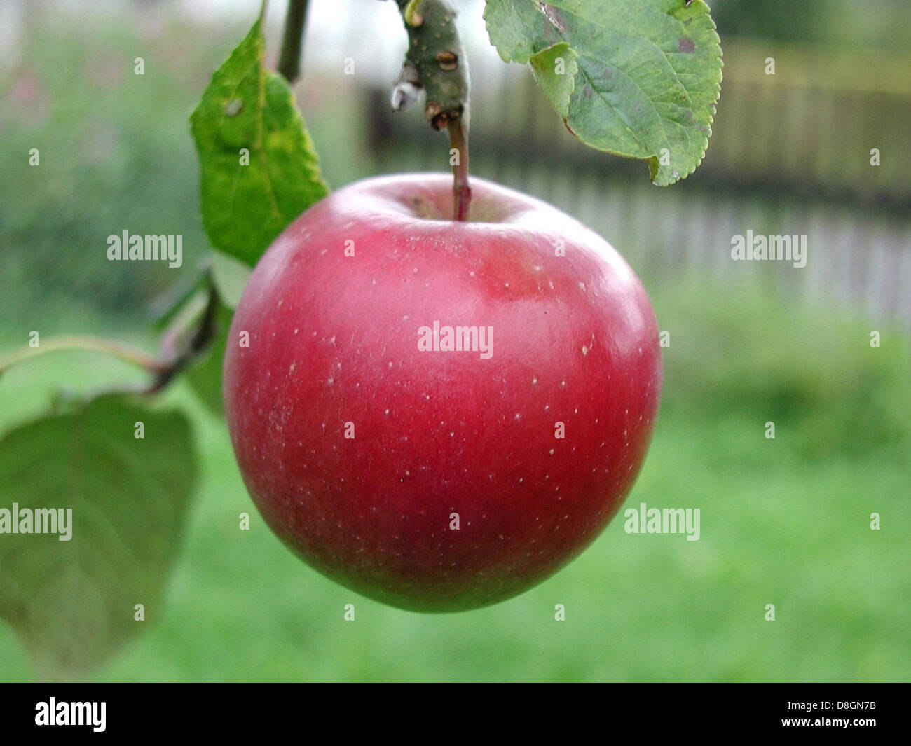 A high-resolution image of a big red apple, emphasizing its freshness ...