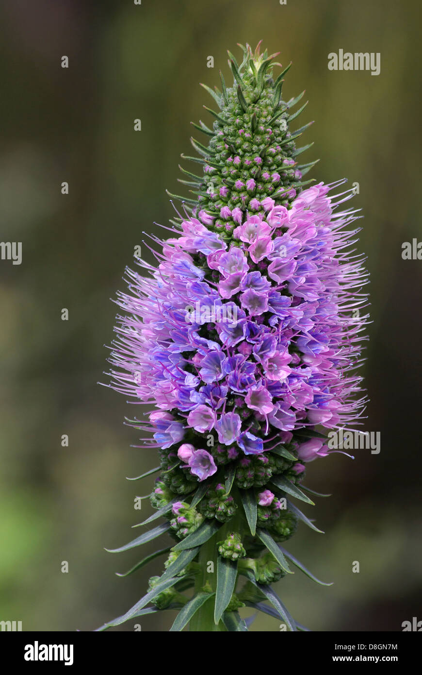 Vipers buglos echium vulgare hi-res stock photography and images - Alamy