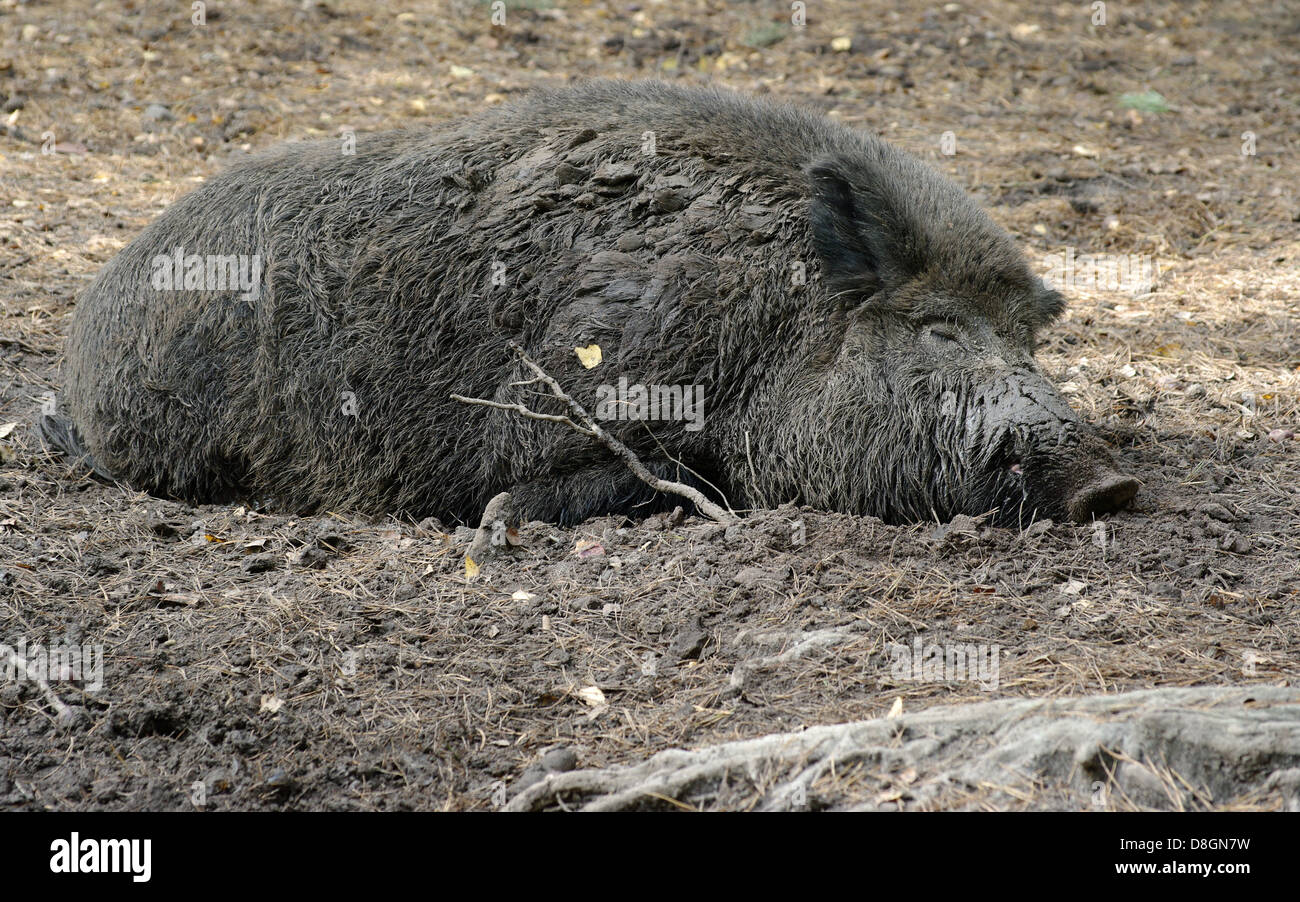 Schweineportraet hi-res stock photography and images - Alamy